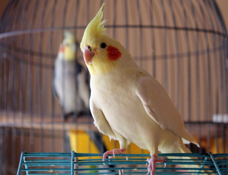 Cockatiel Birds: Definitely Know About Them | Pets Nurturing