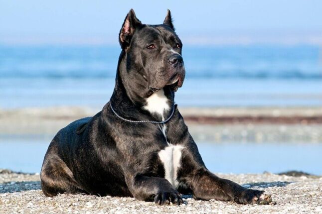 18 Most Muscular Dog Breeds in the World | Pets Nurturing