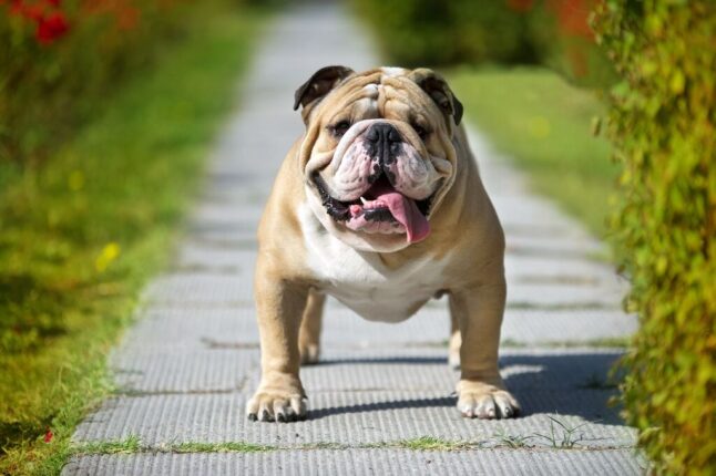 18 Most Muscular Dog Breeds in the World | Pets Nurturing