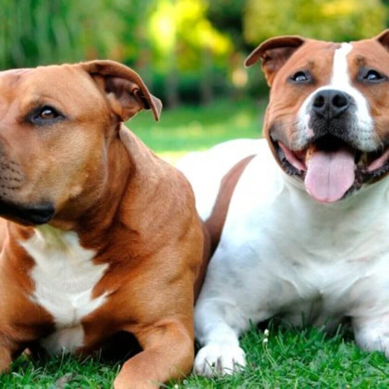 American Staffordshire Terrier: Appearance, Personality Etc