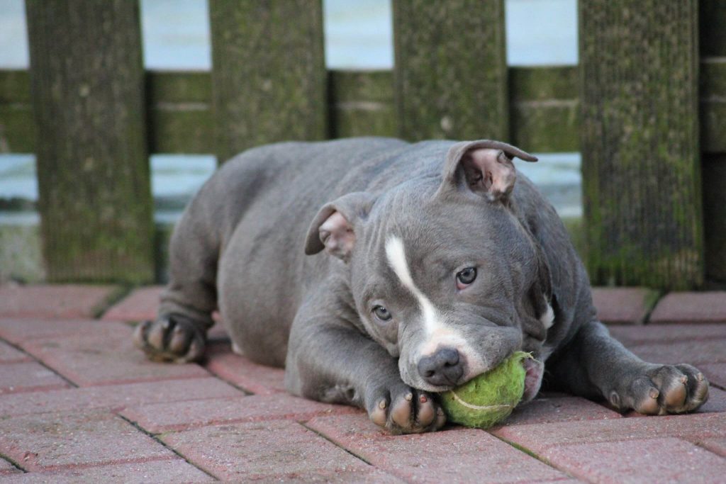 There are four completely different sizes of American bully that area ...