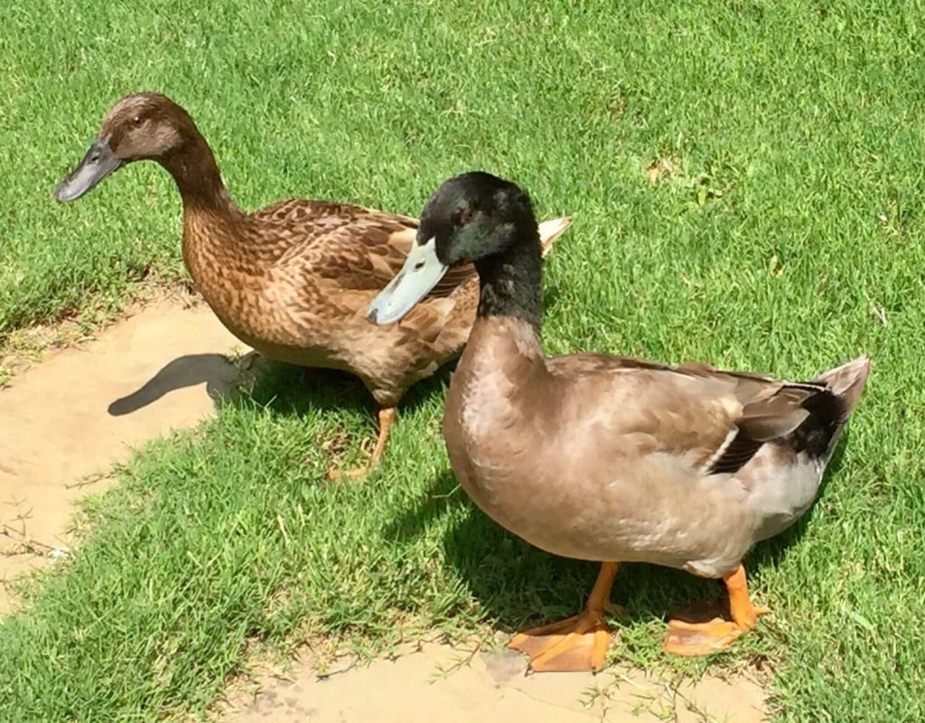 Top Domestic Duck Breeds You Should Know | Pets Nurturing