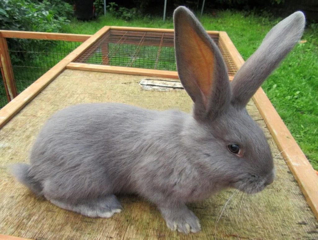 Continental Giant Rabbit: Info, Traits, Pictures, and Facts