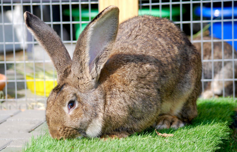 Continental Giant Rabbit: Info, Traits, Pictures, and Facts