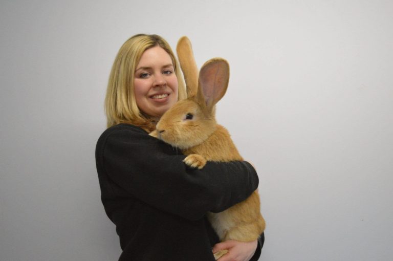 Continental Giant Rabbit: Info, Traits, Pictures, and Facts