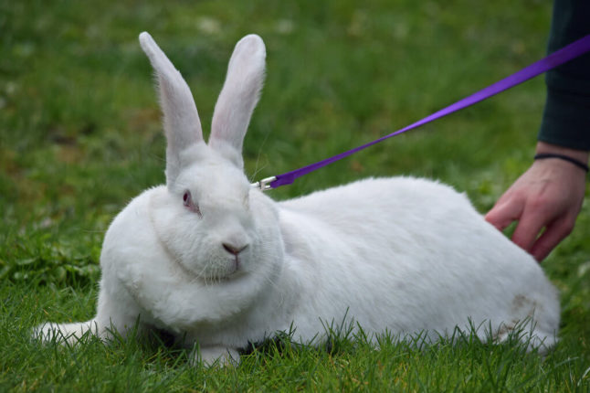 Continental Giant Rabbit: Info, Traits, Pictures, and Facts