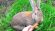 Continental Giant Rabbit: Info, Traits, Pictures, and Facts