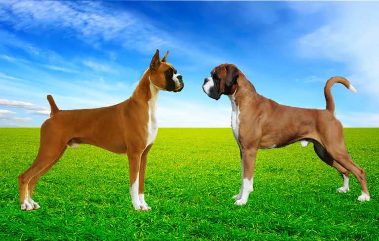 Know Everything About Boxer Dog with Tail Before You Get One