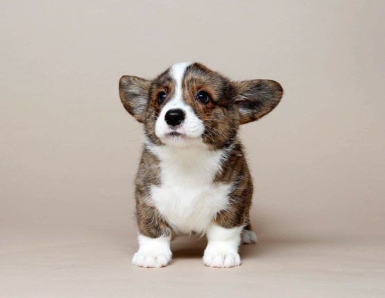 Dogs with Small Legs: A Guide to Short-Legged Dog Breed