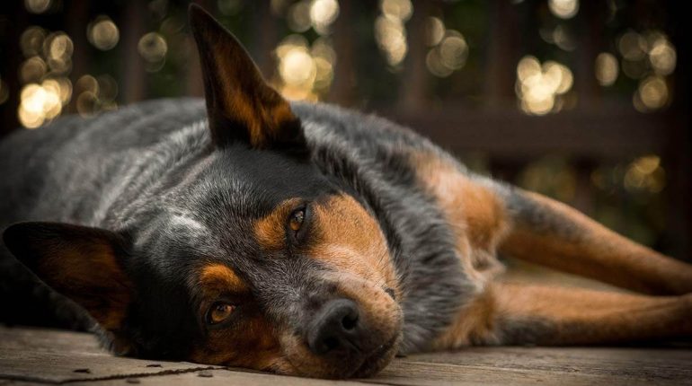 Australian Cattle Dog Breed Information and Its Facts