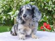 Amazing Facts About The Dapple Dachshund | Pets Nurturing