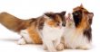 Facts You Should Know About Tortoiseshell Cats Breed | Pets Nurturing