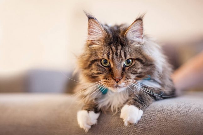 Maine Coon Cat Breeds Know Facts About Them | Pets Nurturing