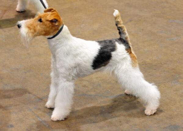 Difference Between Rat Terrier Vs Fox Terrier: Easy Guide