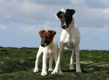 Difference Between Rat Terrier Vs Fox Terrier: Easy Guide