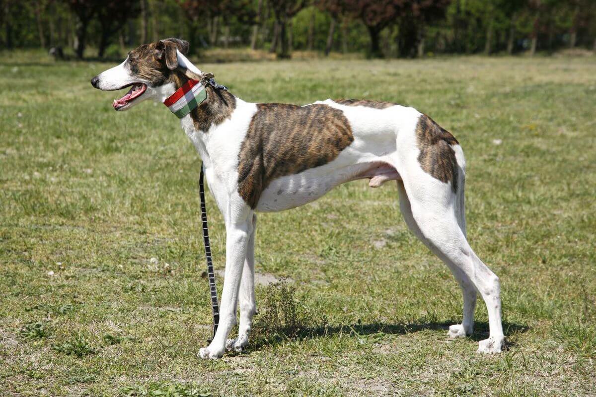 Low Maintenance Dog Breeds