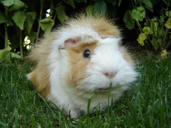 Abyssinian Guinea Pig Info: Pictures, Facts, and More