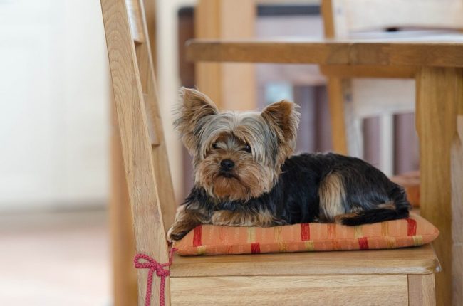 Best Small House Dogs That Make Perfect Companions