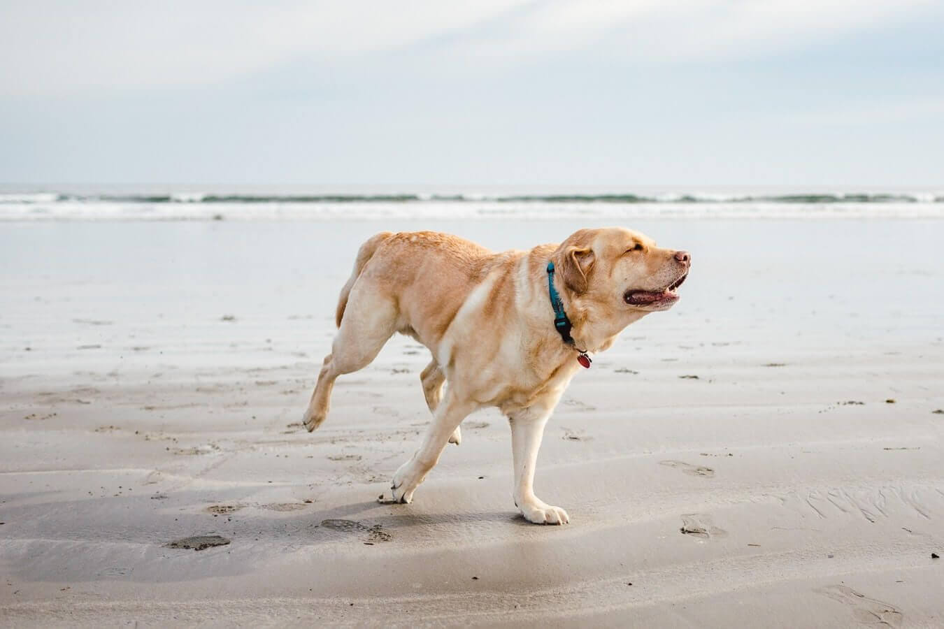 Why Should My Dog Limping Get Reason Pets Nurturing