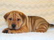 Check Pet with Wrinkles - Walrus Dog Breed | Pets Nurturing