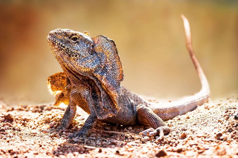 Frilled Neck Lizard: Facts, Habitat, and Their Temperament