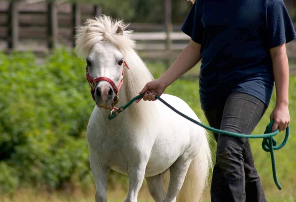 Miniature Horse: A Complete Breed Overview of Mini Horse