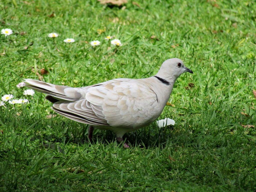 Ringneck Dove: Know Everything About Them | Pets Nurturing