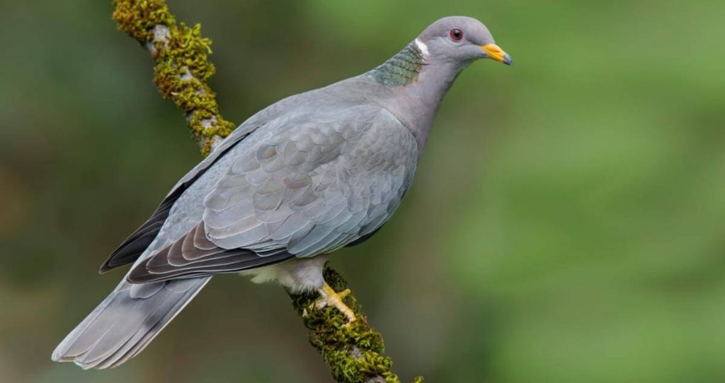 Ringneck Dove: Know Everything About Them | Pets Nurturing