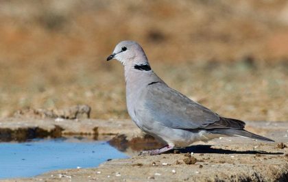 Ringneck Dove: Know Everything About Them | Pets Nurturing