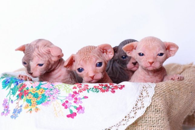 Sphynx Cat Breed Information and Their Facts