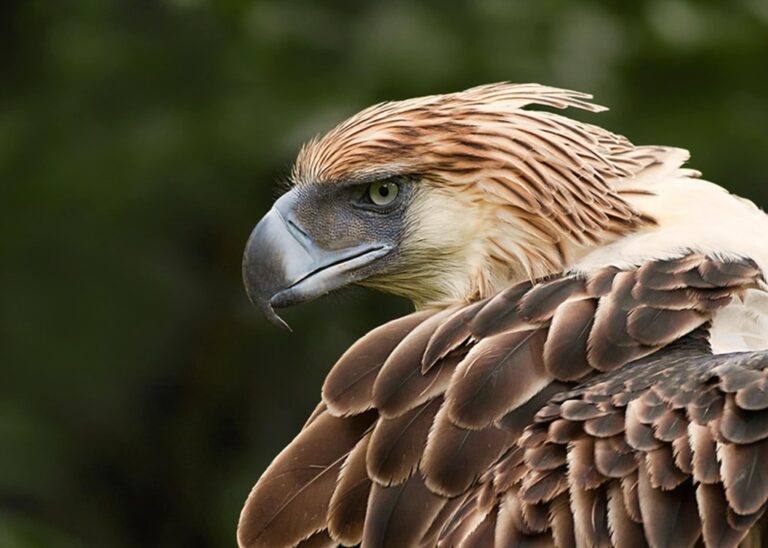 The Largest Eagle In The World: Get Amazing Facts About Them