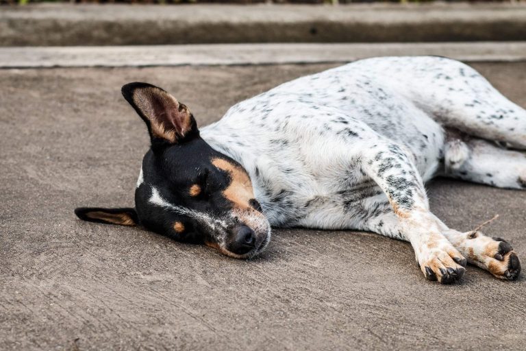 Liver Disease In Dogs And Its Symptoms | Pets Nurturing
