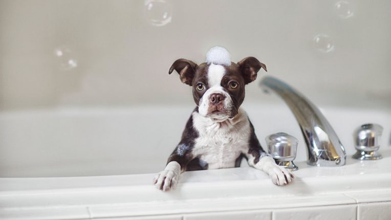 How to Groom a Dog at Home: Get Some Tips | Pets Nurturing
