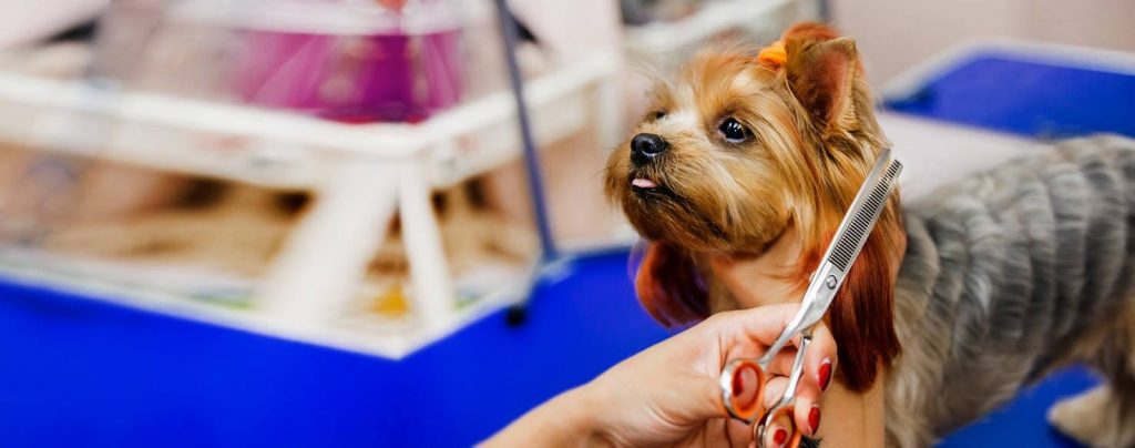 How to Groom a Dog at Home: Get Some Tips | Pets Nurturing