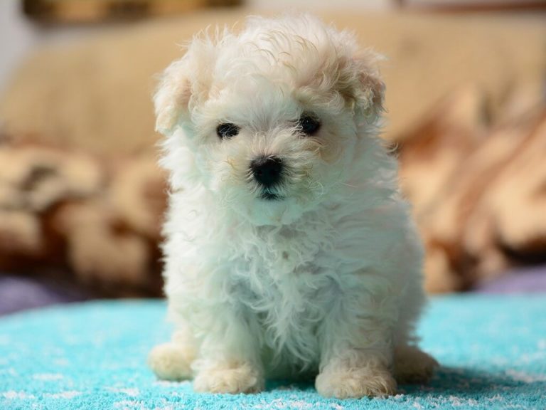8 Small Dogs That Don't Shed | Non-Shedding Dog Breeds