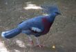 Victoria Crowned Pigeon: Get Important Facts of Them
