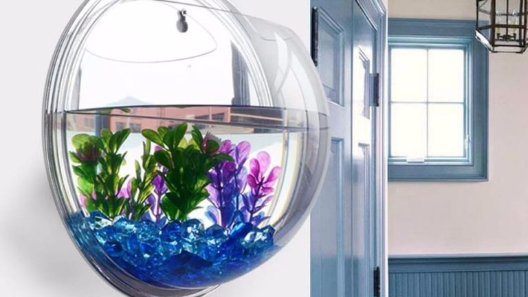 5 Best Fish Bowl For Your Fishes | Pets Nurturing
