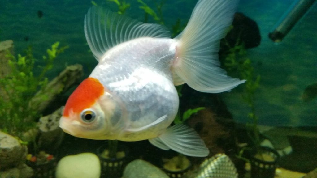 The Ultimate Guide for Fish Dropsy For Aquarists | Pets Nurturing