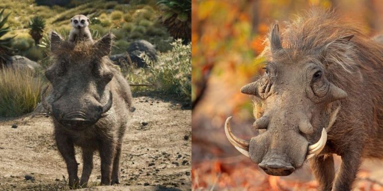 Warthog and Meerkat