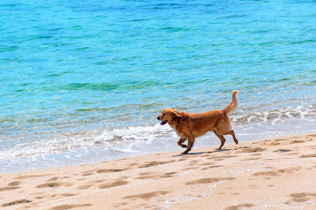 What Beaches Are Dog Friendly Lifescienceglobal