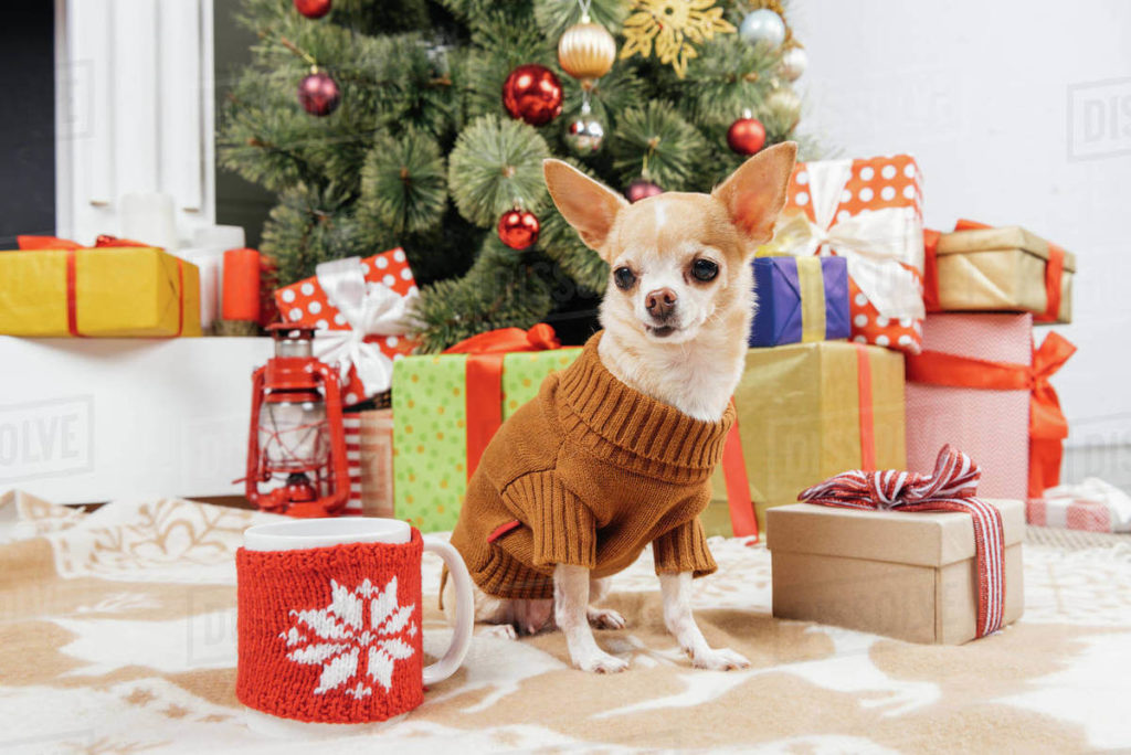 9 Tail Wagging Dog Christmas Presents To Provide Warmth