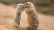 What is Prairie Dog Pet? - Get Some Detailed Information
