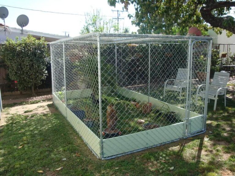 How to Set Up a Tortoise Enclosure: A Step by Step Guide