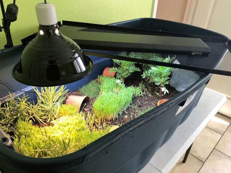 How to Set Up a Tortoise Enclosure: A Step by Step Guide