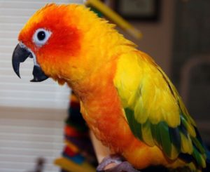 Why Bird Screaming And Steps To Reduce It | Pets Nurturing