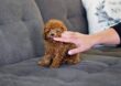 6 Cute Teacup Dogs for Tiny Canine Lovers| Pets Nurturing