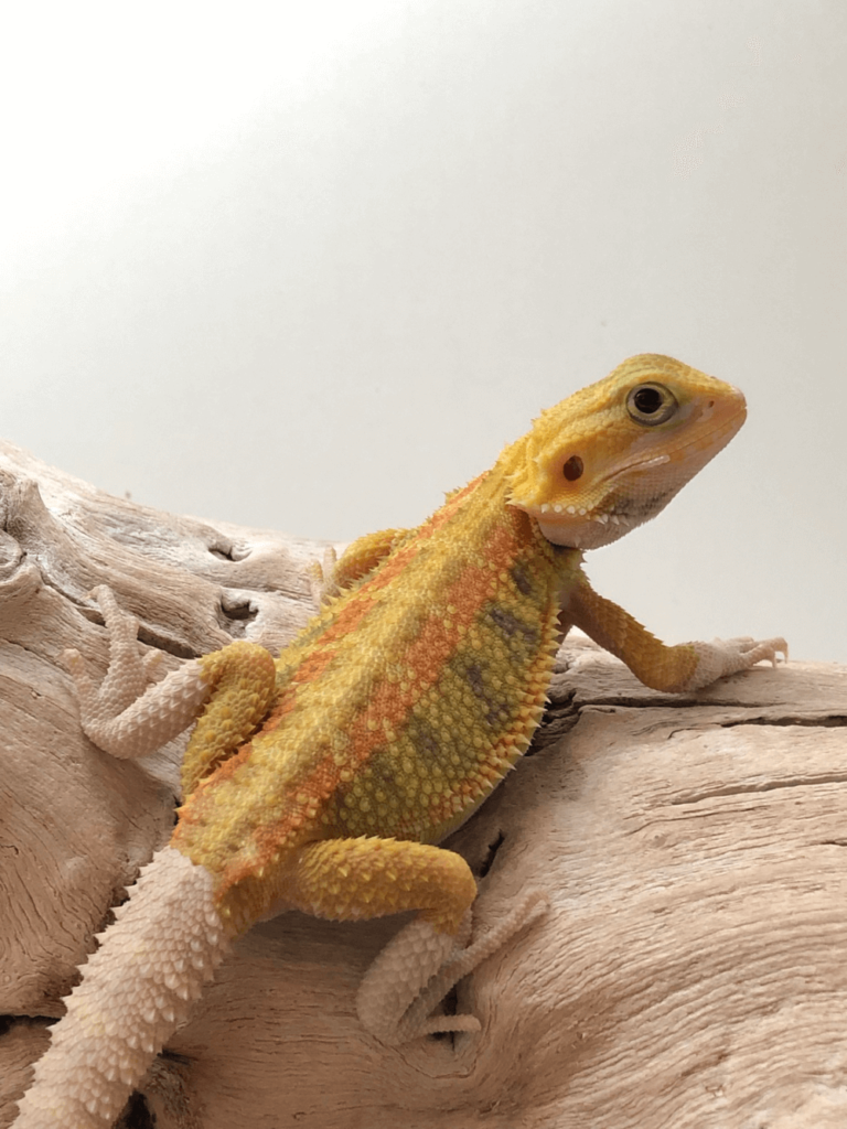 12 Types Of Bearded Dragons Morphs | Pets Nurturing