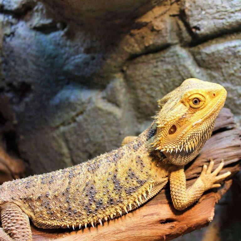 12 Types Of Bearded Dragons Morphs | Pets Nurturing