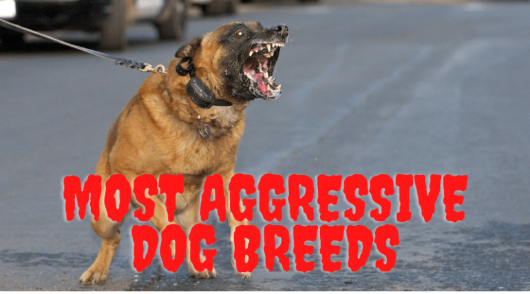 Top Most Aggressive Dog Breeds in the World (with Pictures)