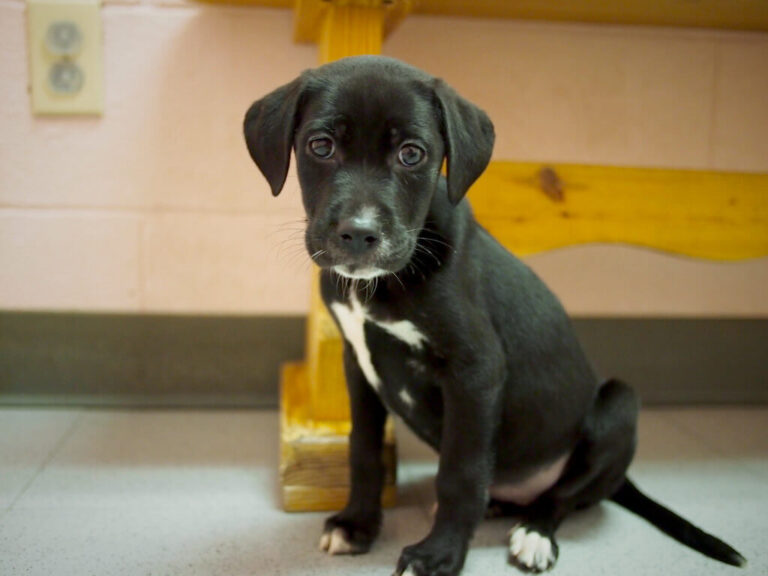 Boxer Lab Mix: A Complete Boxador Dog Breed Information